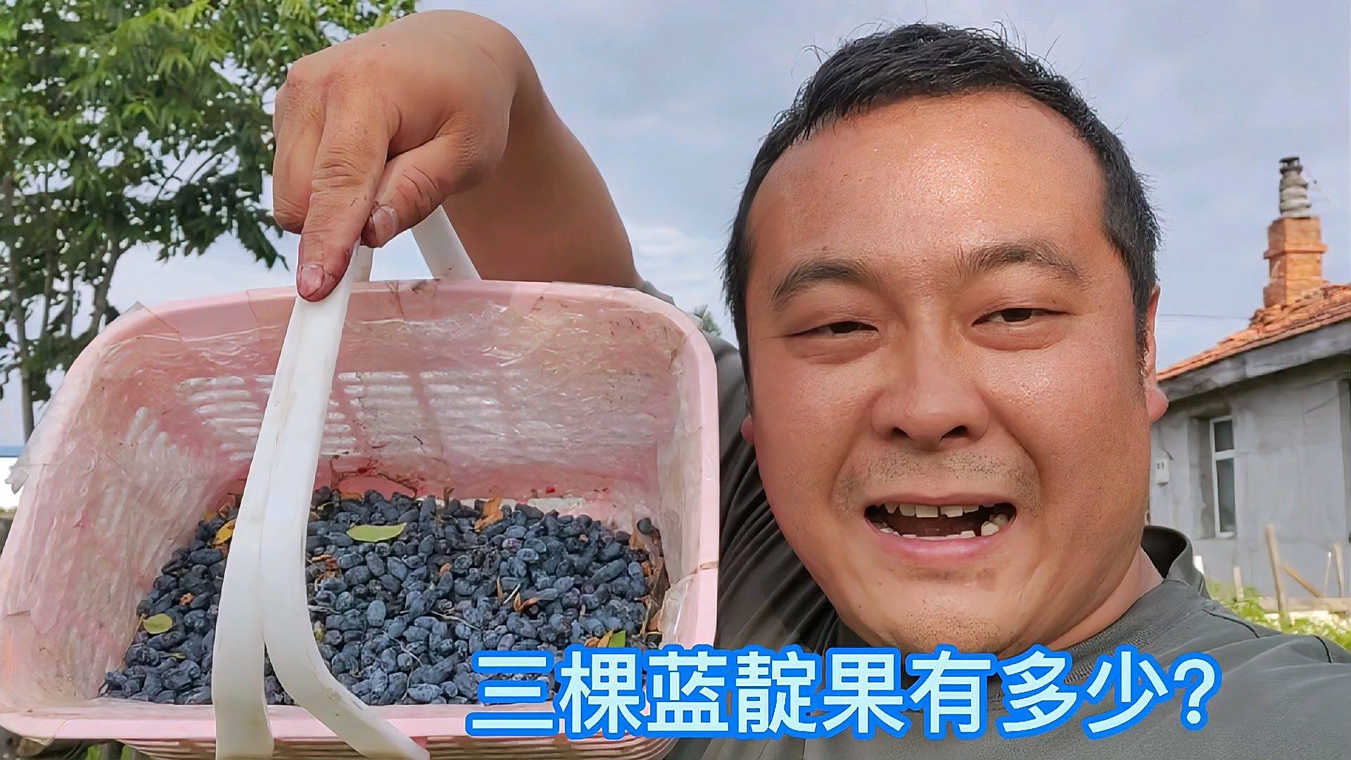 同学的浆果基地让小坤惦记上了，蓝靛果被小坤无情的罢园了科星球百度百科