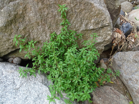 Phenax mexicanus_百度百科