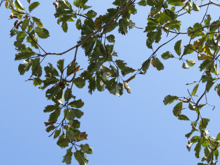 Terminalia bialata_百度百科