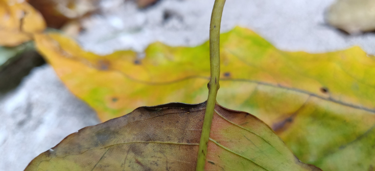 Terminalia citrina_百度百科