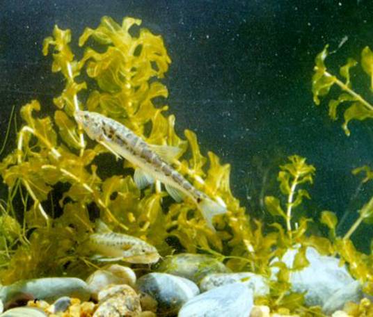 隆头高原鳅_百度百科