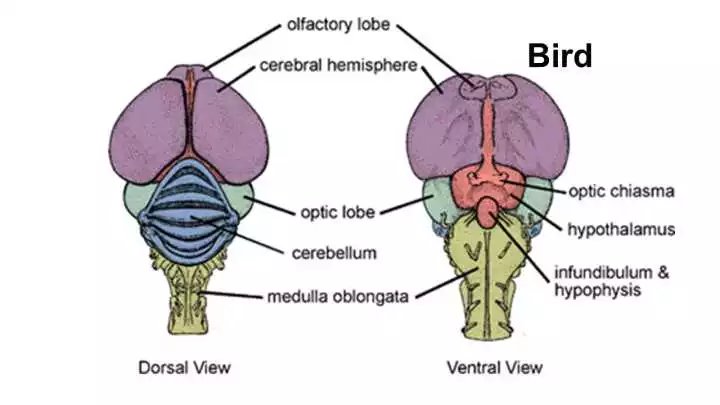 每个人脑子里都住着两个意识吗？20世纪神秘的裂脑人研究……_百科TA说
