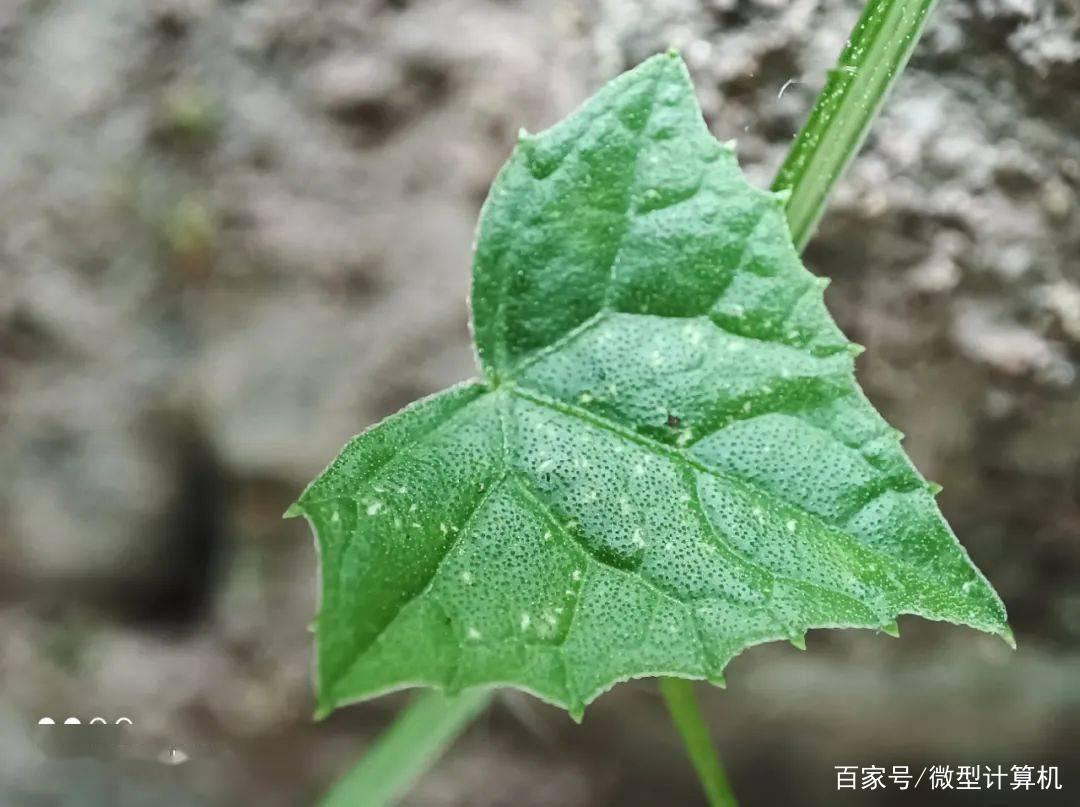 Redmi K30至尊纪念版评测：高性价比的全能机_百科TA说