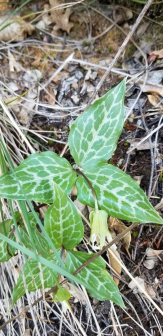 Pseudotrillium rivale_百度百科