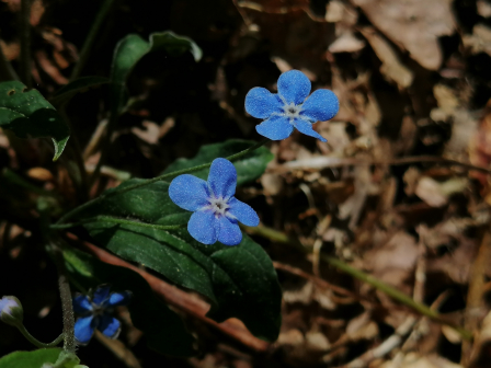 Omphalodes nitida_百度百科