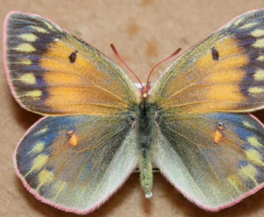 拉豆粉蝶_百度百科