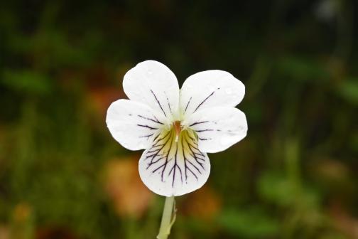 Viola filicaulis_百度百科