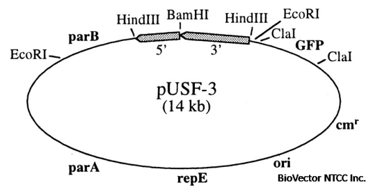 细菌人工染色体_百度百科