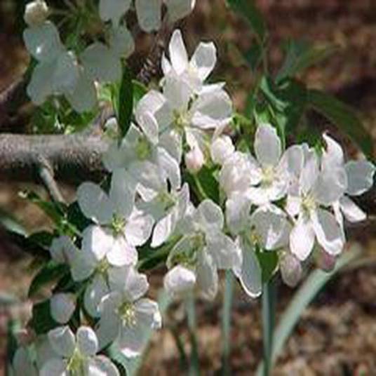 Malus pumila 'Tenroy' STARK ROYAL GALA_百度百科
