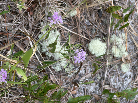 Warea amplexifolia_百度百科