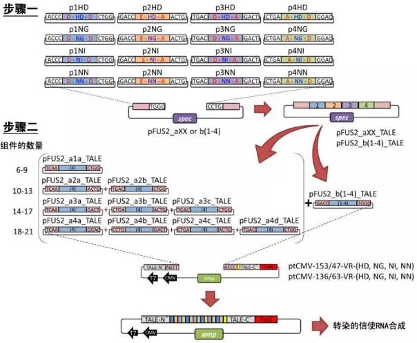 基因组编辑三大利器：TALEN、ZFN和CRISPR/Cas_百科TA说