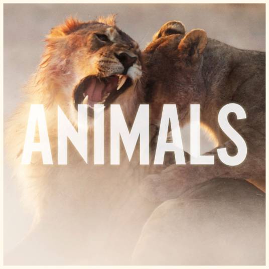 ANIMALS（Maroon 5演唱歌曲）_百度百科