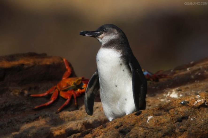 企鹅只有南极才有吗？_百科TA说