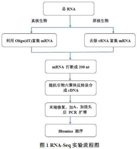 RNA-seq_百度百科