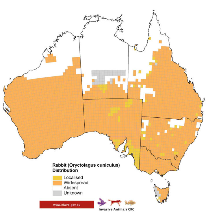 兔兔那么可爱？澳大利亚人恐怕不敢苟同！_百科TA说