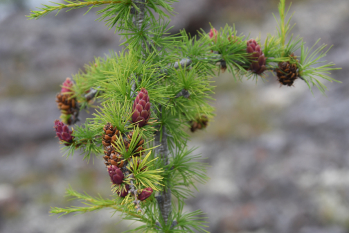 Larix gmelinii_百度百科