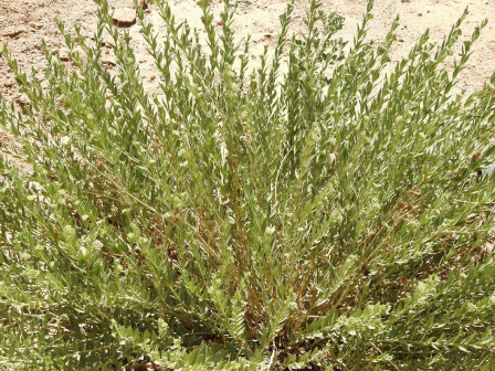 Solenostemma oleifolium_百度百科