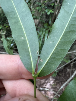 Atalaya multiflora_百度百科