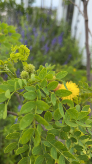 Leucaena retusa_百度百科