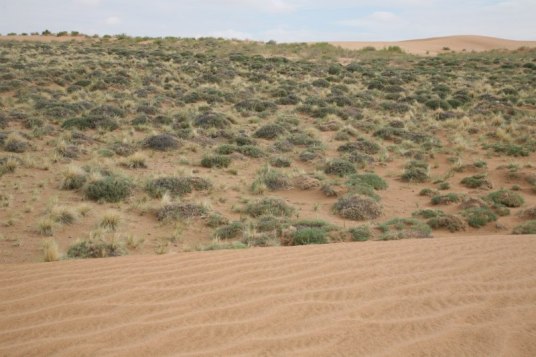 荒漠生态系统_百度百科