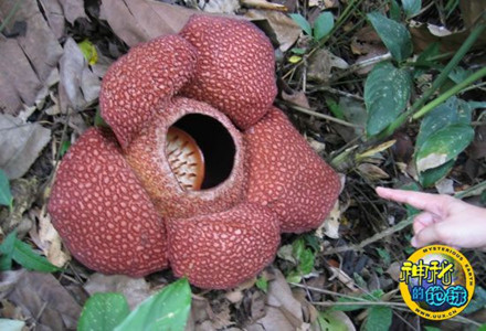 莱佛士花_百度百科