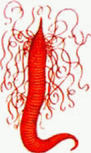 普通仙女虫_百度百科