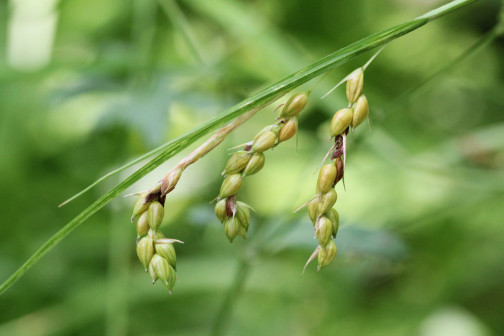 Carex davisii_百度百科