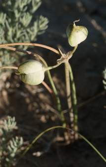 Androstephium breviflorum_百度百科