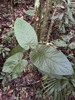 Piper cernuum_百度百科