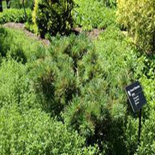 Pinus pumila 'Dwarf Blue'_百度百科
