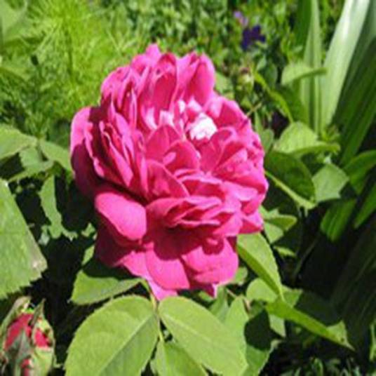 Rosa 'Rose de Rescht'_百度百科