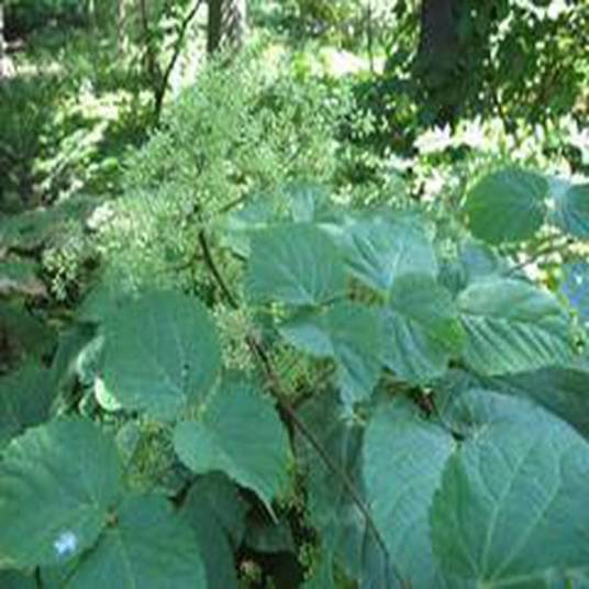 Aralia racemosa_百度百科