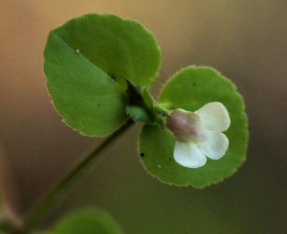 羽母草_百度百科