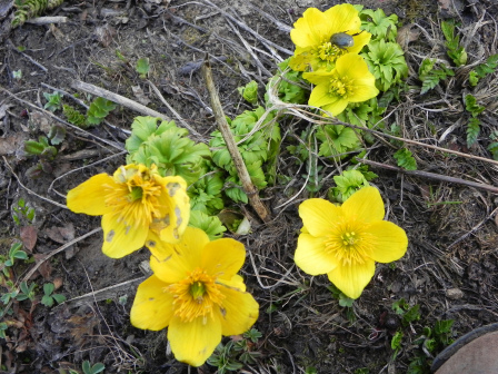 Trollius acaulis_百度百科