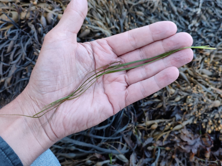 Zostera noltii_百度百科