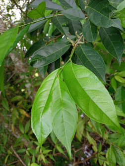 Trophis racemosa_百度百科