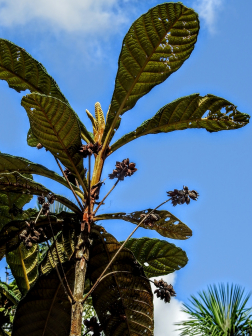 Remijia ulei_百度百科