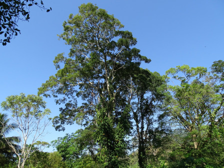 Terminalia oblonga_百度百科