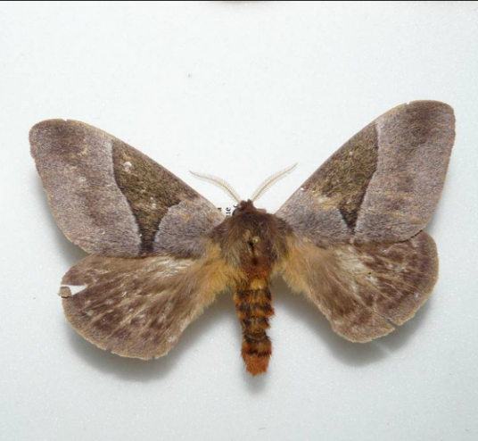 拓舟蛾属_百度百科