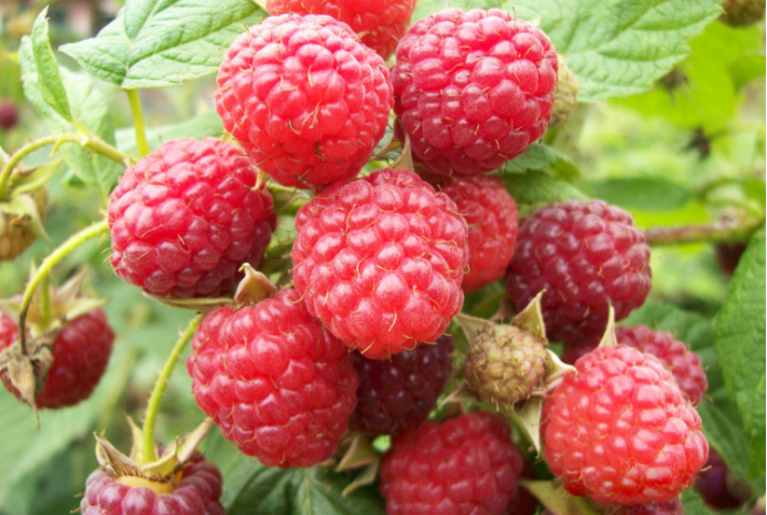 历史悠久的红树莓，承载历史的神奇水果_百科TA说