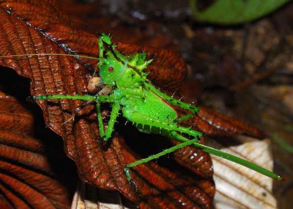 鬼王螽斯_百度百科