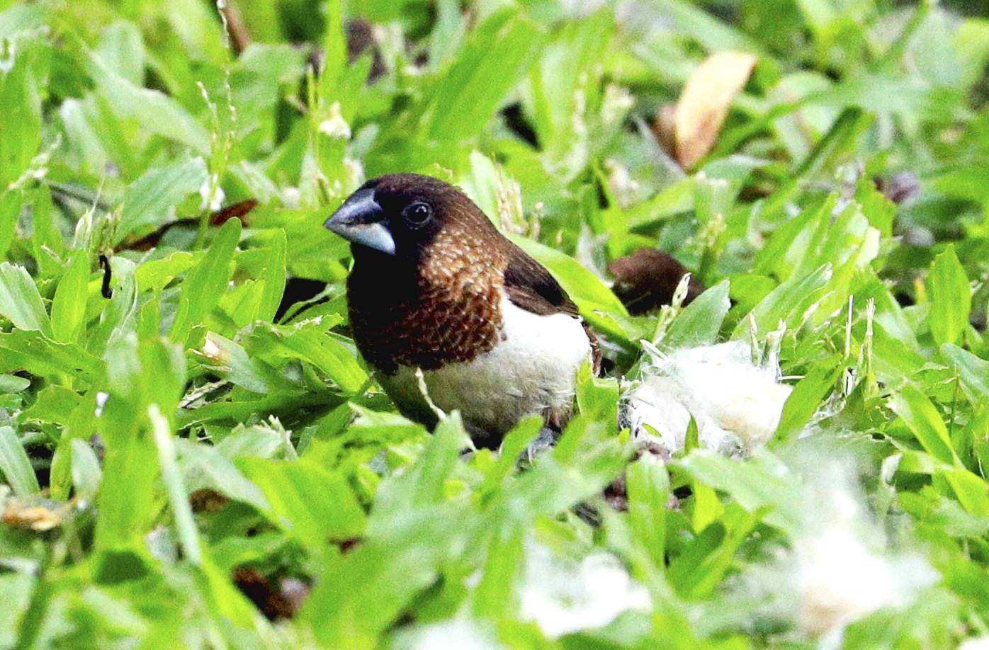 白腰文鸟_百度百科