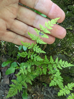 Cystopteris tenuis_百度百科