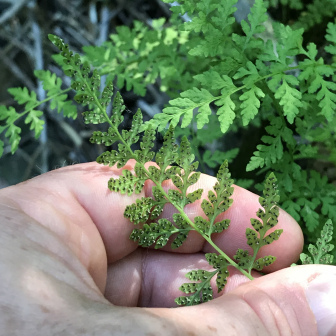 Cystopteris tenuis_百度百科