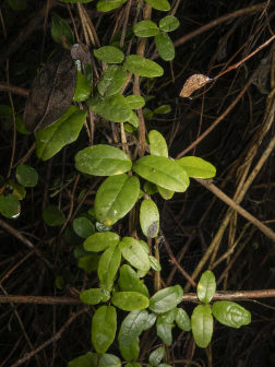Boquila trifoliolata_百度百科