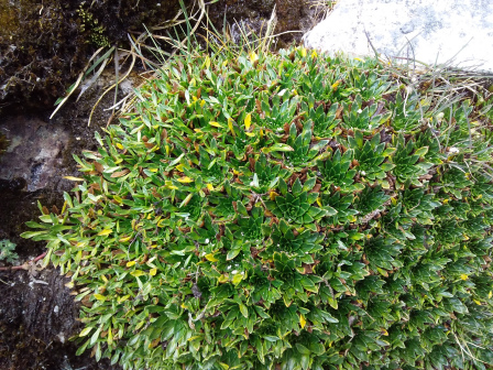 Plantago rigida_百度百科