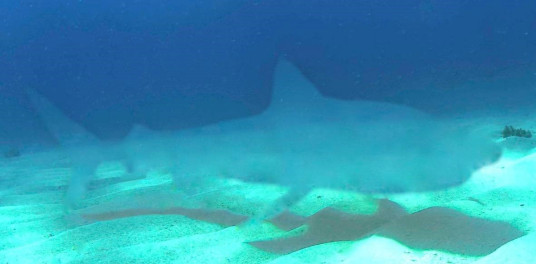 SCP-1057_百度百科