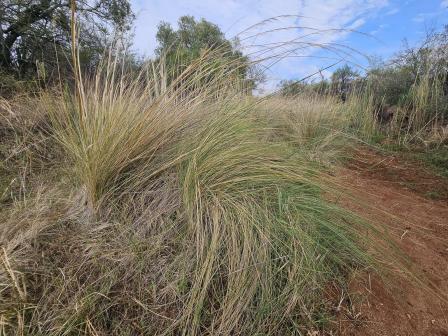 Miscanthus junceus_百度百科