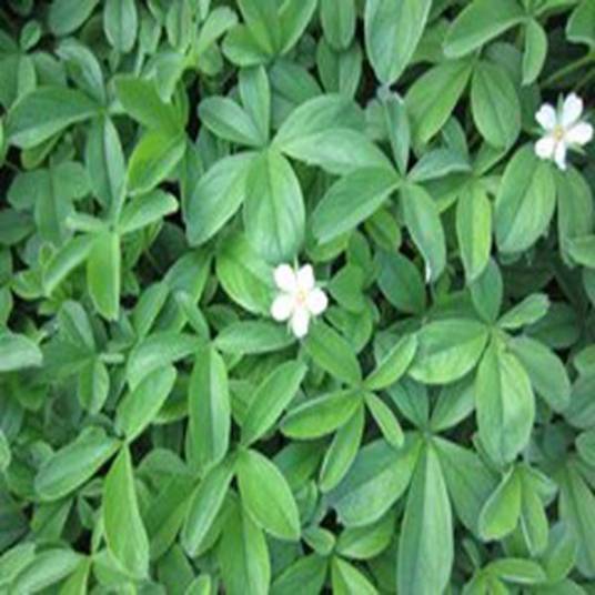 Potentilla alba_百度百科