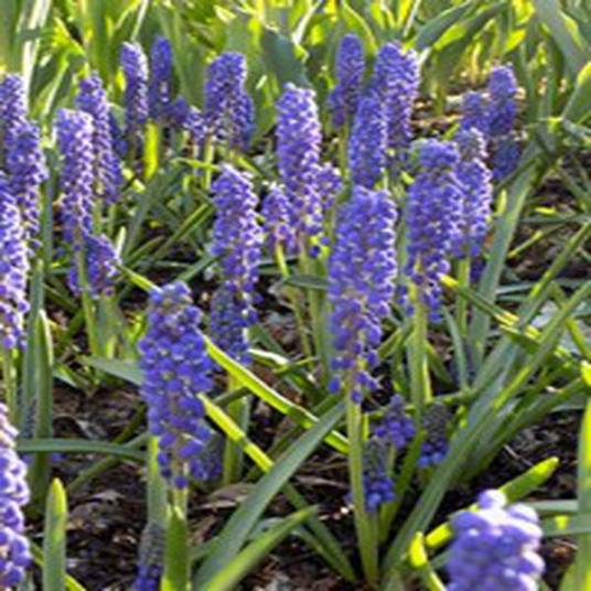 Muscari armeniacum_百度百科